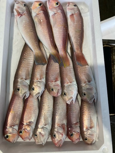 アカアマダイ | UUUO(ウーオ)