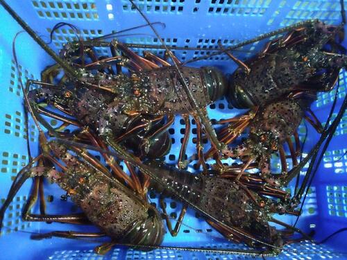 イセエビ足折れツノ折れ有り。約150〜300g前後6入約1.4kg | UUUO(ウーオ)