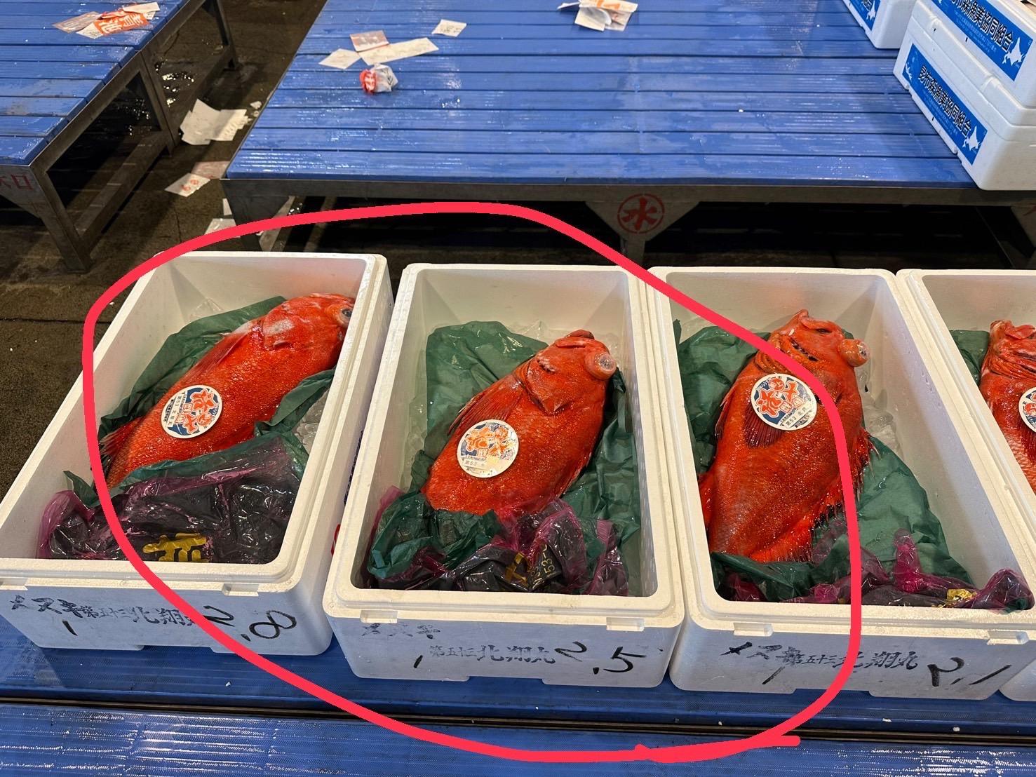 活〆メヌケ1入約1.8kg(沿岸) | UUUO(ウーオ)