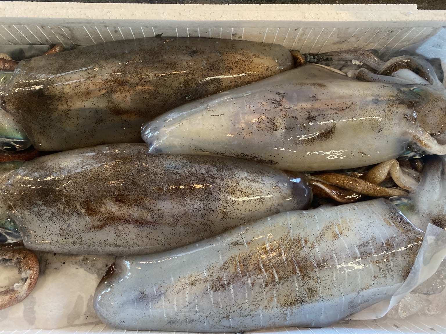 アオリイカ(定置) | UUUO(ウーオ)