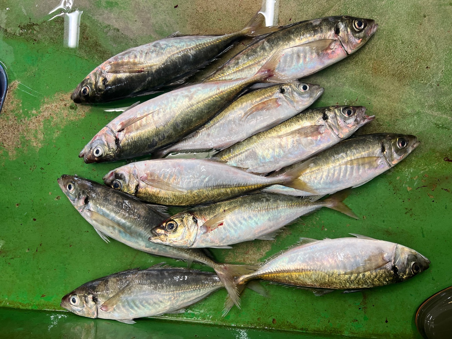 オニアジ釣アジ8〜10入9入約5kg(釣) | UUUO(ウーオ)