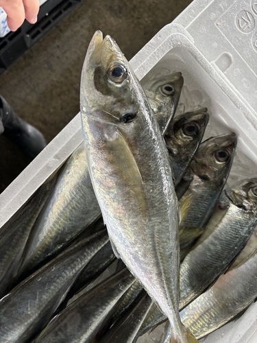 マアジ9-10入約5kg(定置) | UUUO(ウーオ)