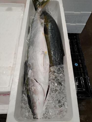 ヒラマサ | UUUO(ウーオ)