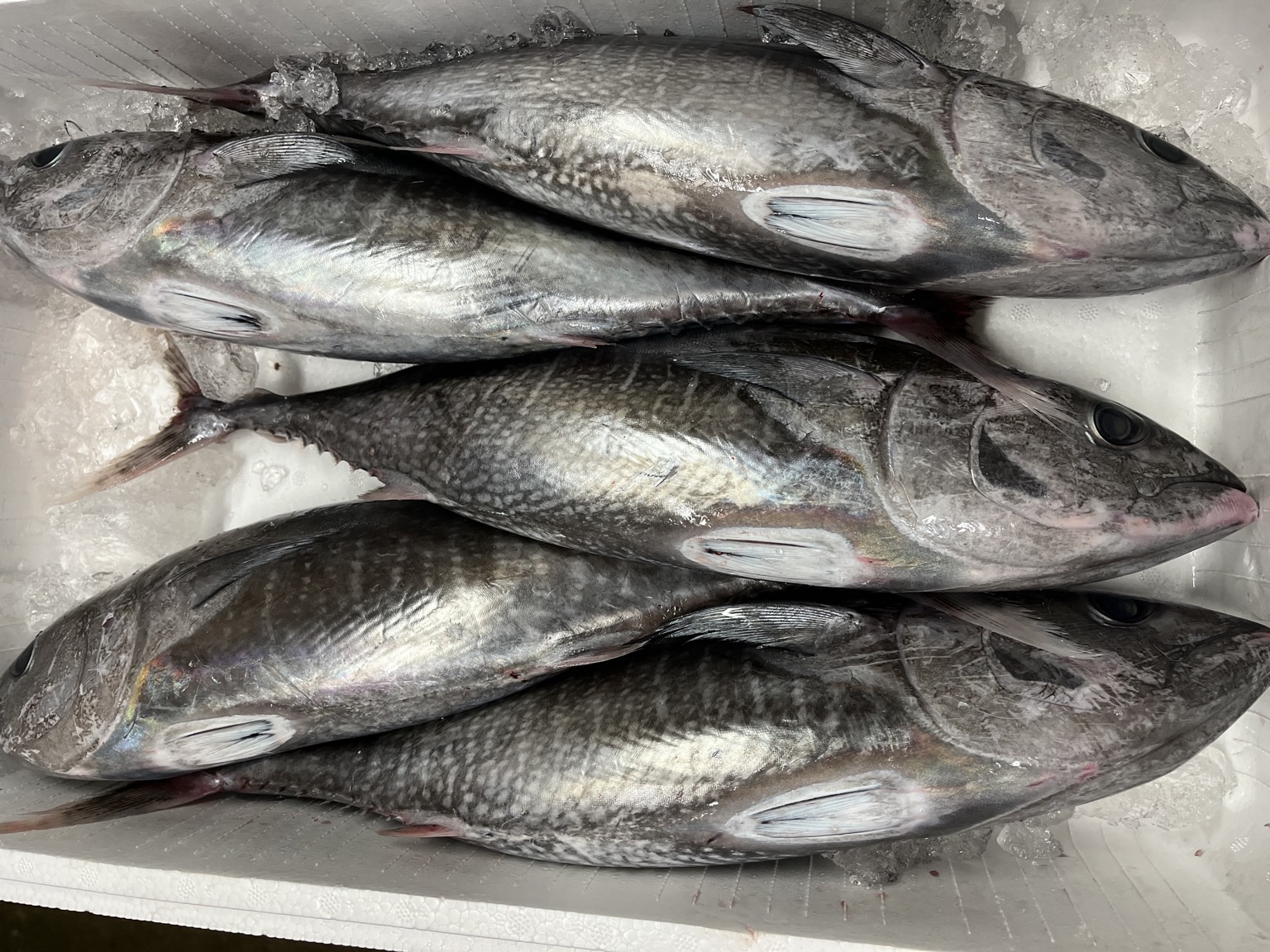 活〆メジマグロ(定置) | UUUO(ウーオ)