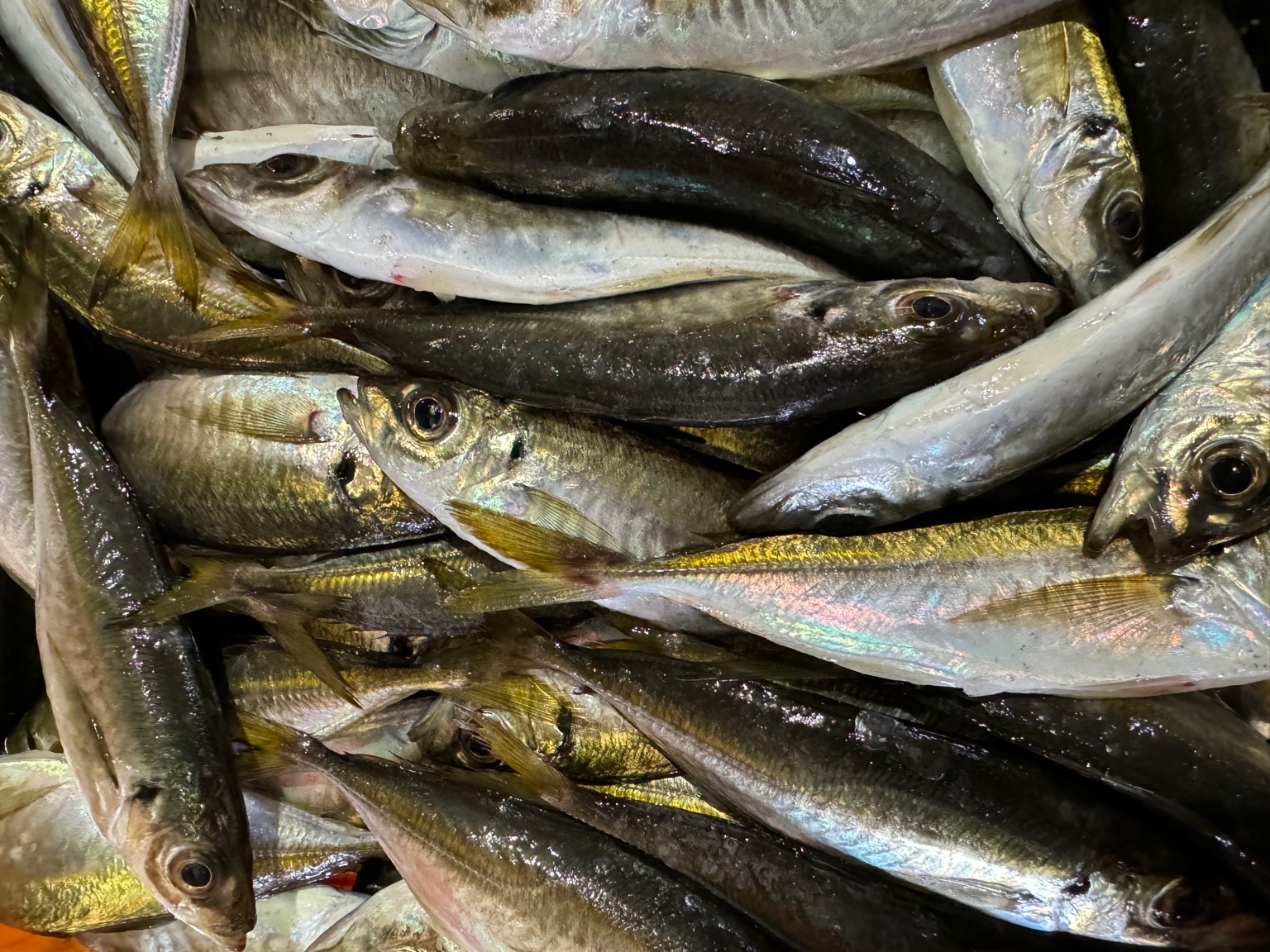 マアジ4キロ下氷約4kg(定置) | UUUO(ウーオ)