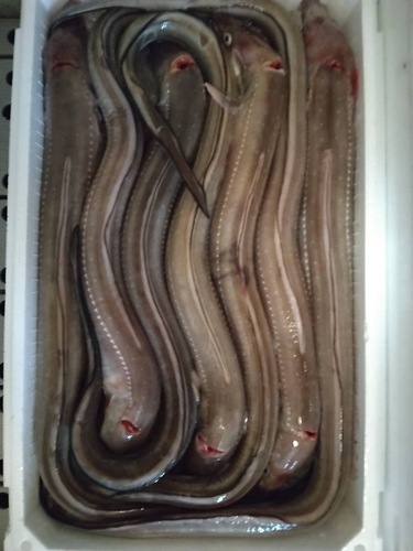 活〆アナゴ7入約6kg(カゴ) | UUUO(ウーオ)