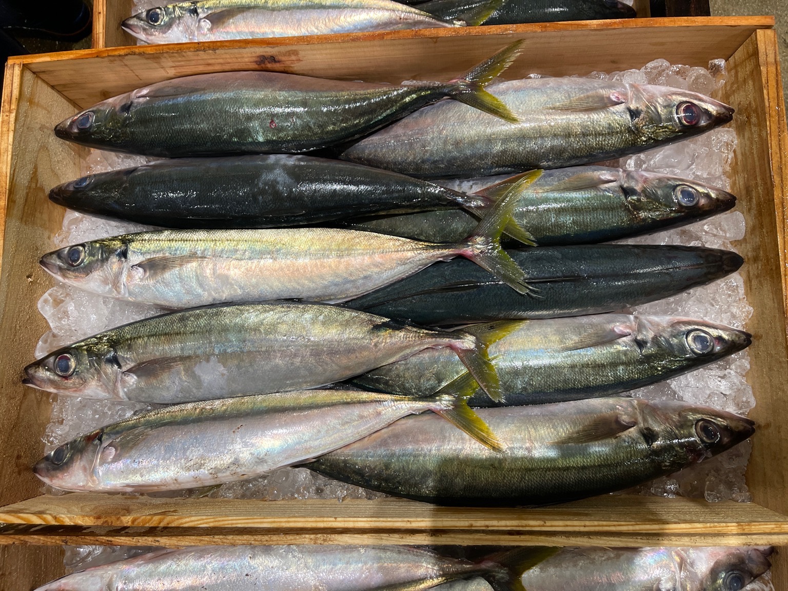 ムロアジ500g〜700g約7kg(巻網) | UUUO(ウーオ)