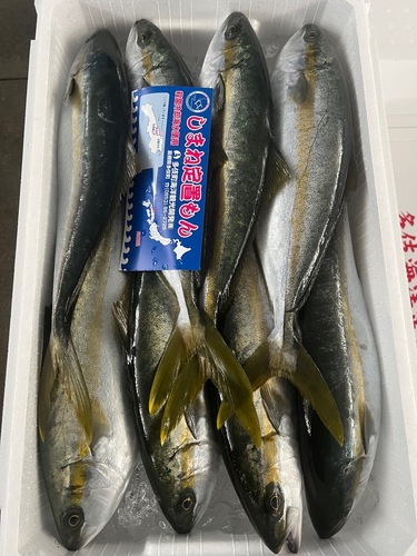 ヒラマサ7/8k台8入約7.5kg(定置) | UUUO(ウーオ)