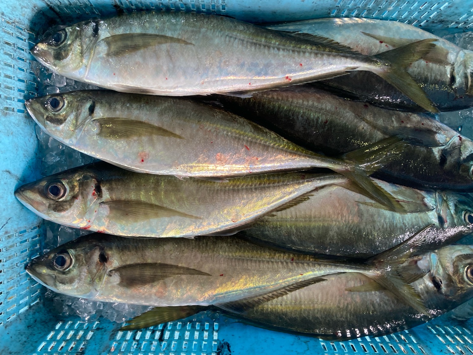 マアジ6-8入り約4.3kg(定置) | UUUO(ウーオ)