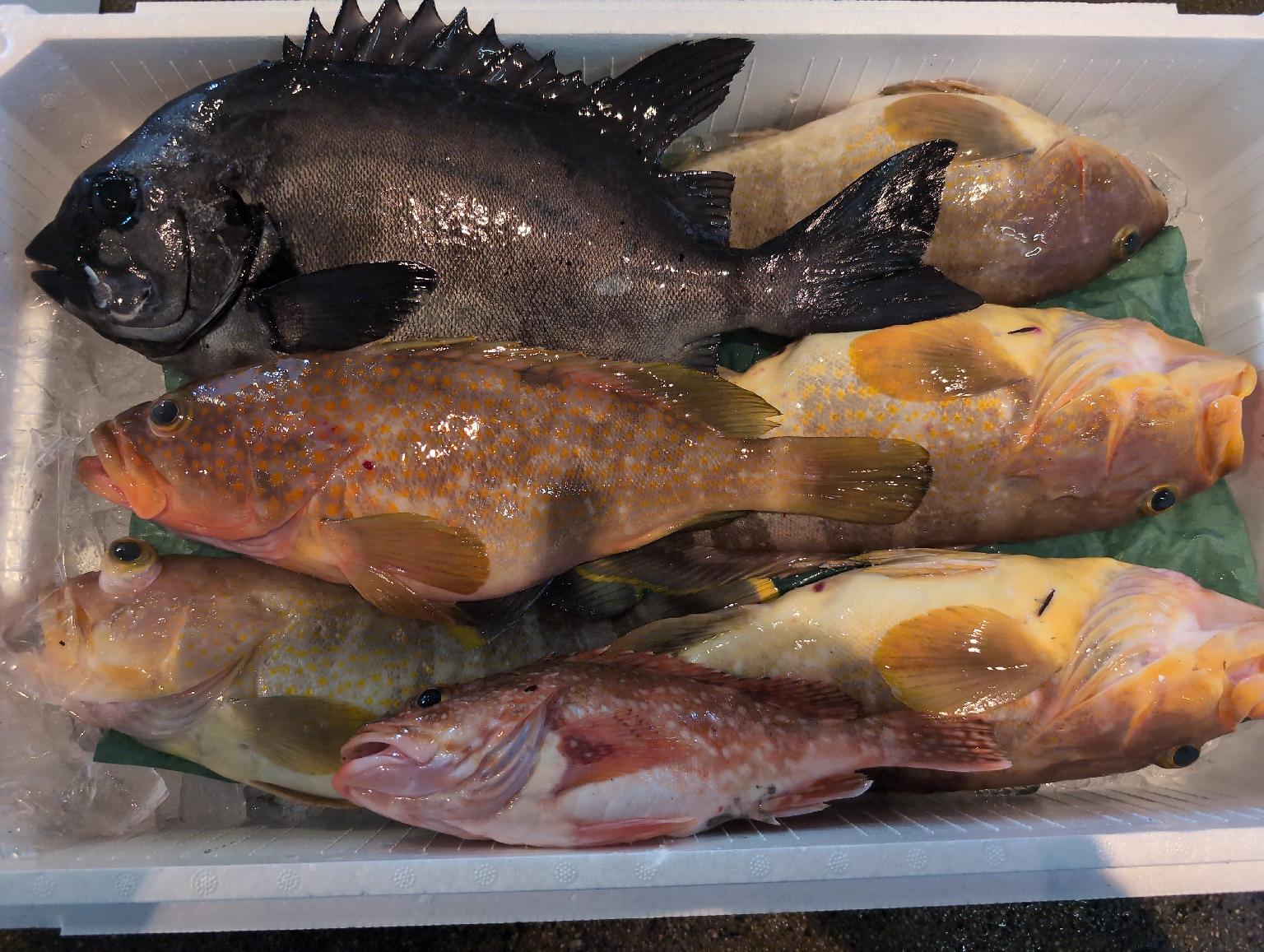 鮮魚BOX7入約4.3kg(釣) | UUUO(ウーオ)