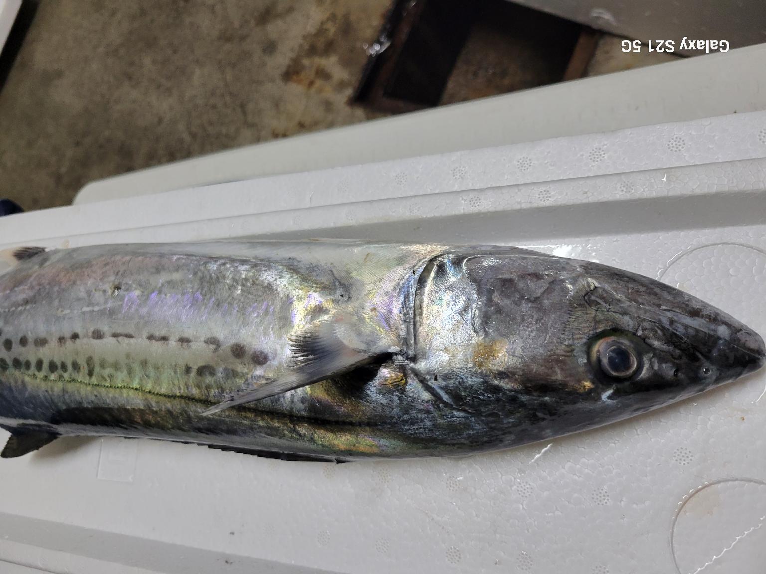 サワラ中1.4キロ1入約1.4kg | UUUO(ウーオ)