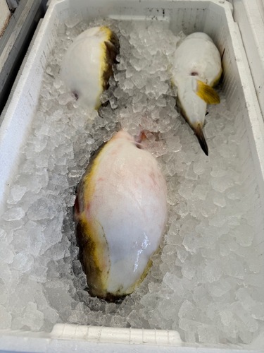 マフグ白子入3入約3.2kg(底曳) | UUUO(ウーオ)