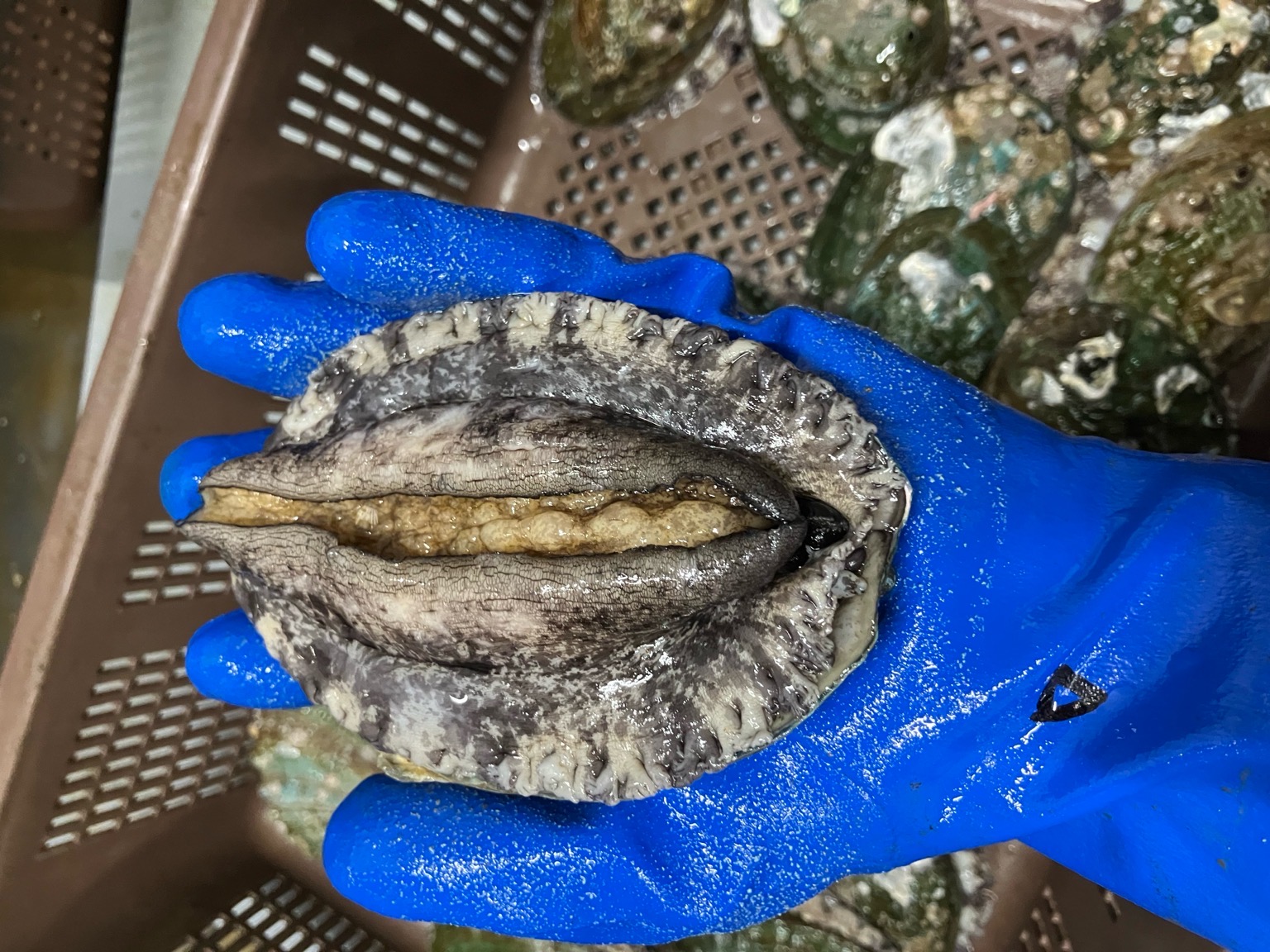 活エゾアワビ(養殖)200g前後10入約2kg | UUUO(ウーオ)