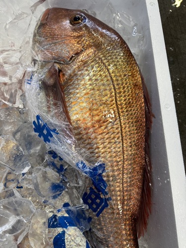 活〆マダイ2入約6.6kg(定置) | UUUO(ウーオ)