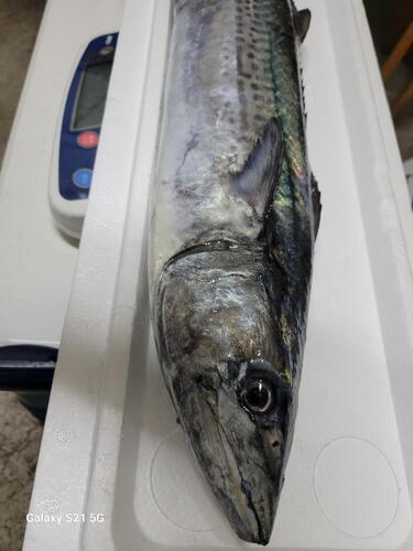 サワラ大1.95～1.83キロ3入約5.72kg | UUUO(ウーオ)