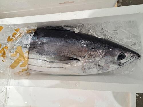 カツオ1入約3kg(釣) | UUUO(ウーオ)