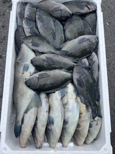 鮮魚BOX | UUUO(ウーオ)