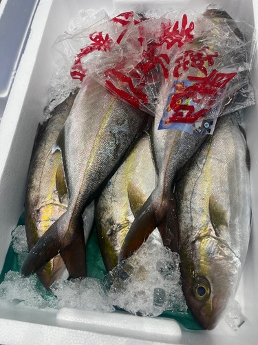 カンパチ3入約5kg(定置) | UUUO(ウーオ)