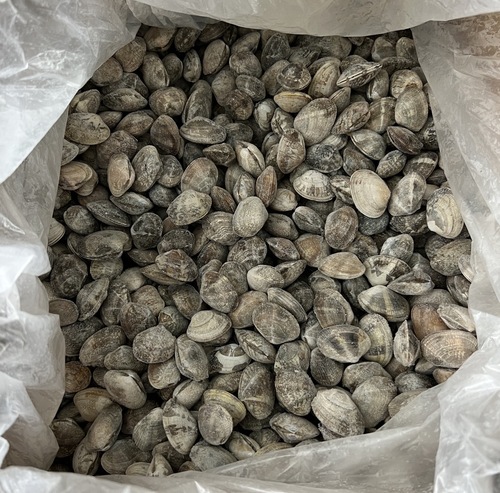 アサリ小約3kg | UUUO(ウーオ)