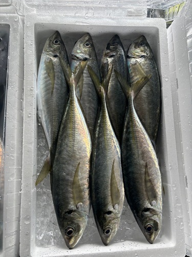 活〆マアジ9-10入約4.2kg(定置) | UUUO(ウーオ)