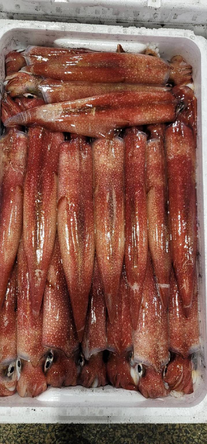 ケンサキイカ2段半約4.5kg(釣) | UUUO(ウーオ)