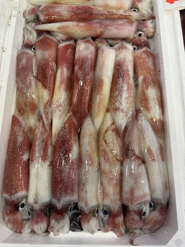 ケンサキイカ2段半約4.3kg(釣) | UUUO(ウーオ)