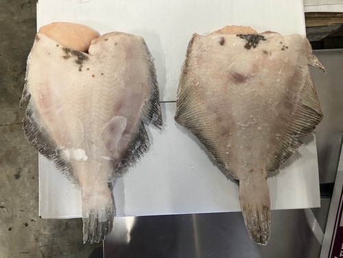 アサバガレイ約10kg | UUUO(ウーオ)