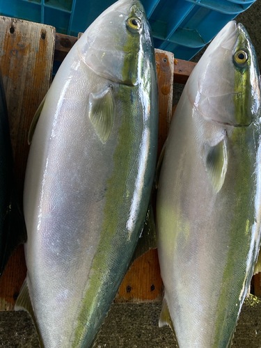 ブリ | UUUO(ウーオ)