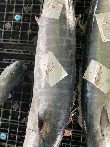 カマスサワラ1入約12kg(定置) | UUUO(ウーオ)