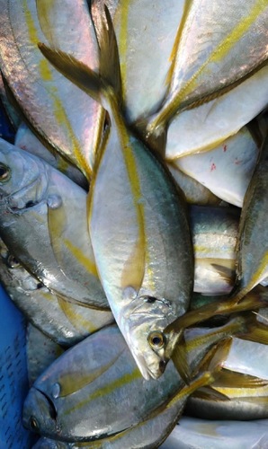 シマアジ3/4尾約3kg(定置) | UUUO(ウーオ)