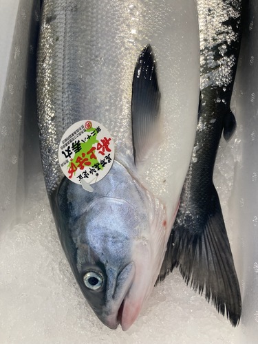 サケ（時不知）2入約3.4kg(沿岸) | UUUO(ウーオ)