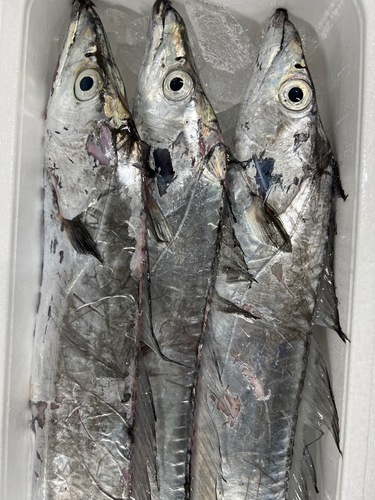 タチウオ3入約3kg | UUUO(ウーオ)