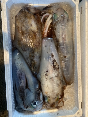 アオリイカ2入約4kg(定置) | UUUO(ウーオ)