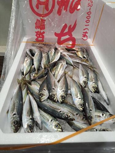 豆アジ1尾20g位約2kg(定置) | UUUO(ウーオ)