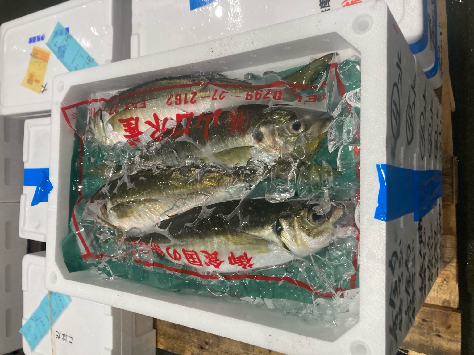 マアジ4入約2kg(沿岸) | UUUO(ウーオ)