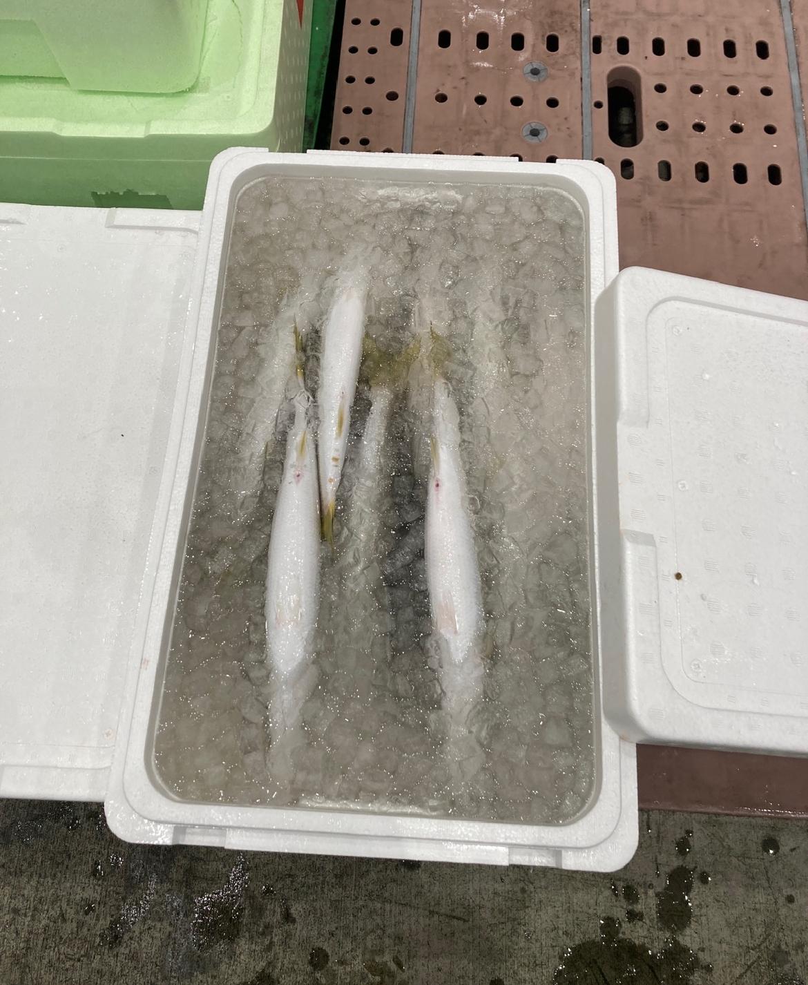 カマス約18尾約5kg(定置) | UUUO(ウーオ)