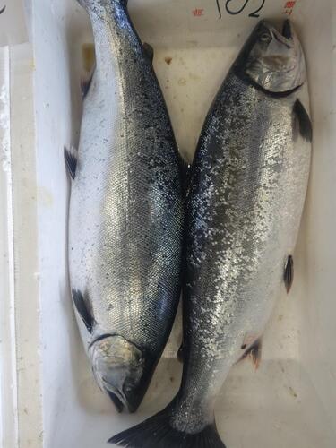 本マス | UUUO(ウーオ)