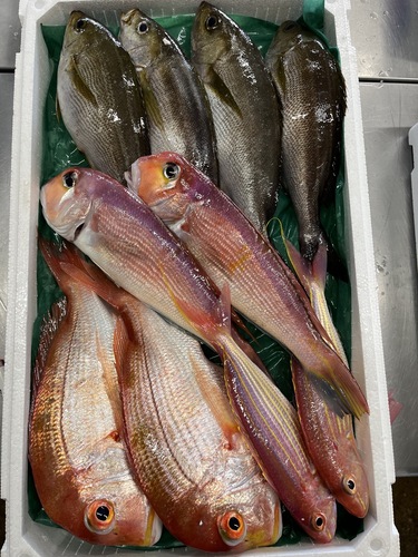 鮮魚BOX | UUUO(ウーオ)