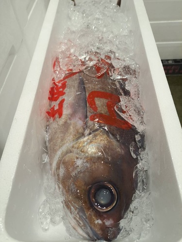 メダイ1入約3kg(釣) | UUUO(ウーオ)