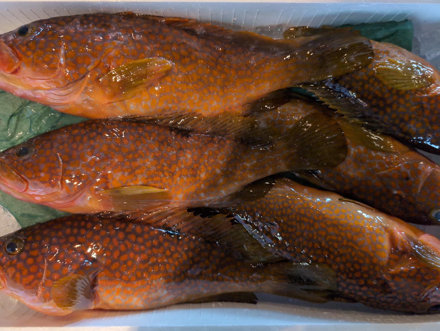 キジハタ6入約3.9kg(釣) | UUUO(ウーオ)