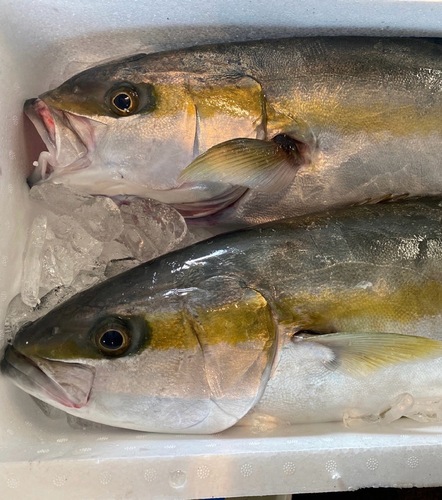 活〆ヒラマサ3/4k3入約3kg(定置) | UUUO(ウーオ)