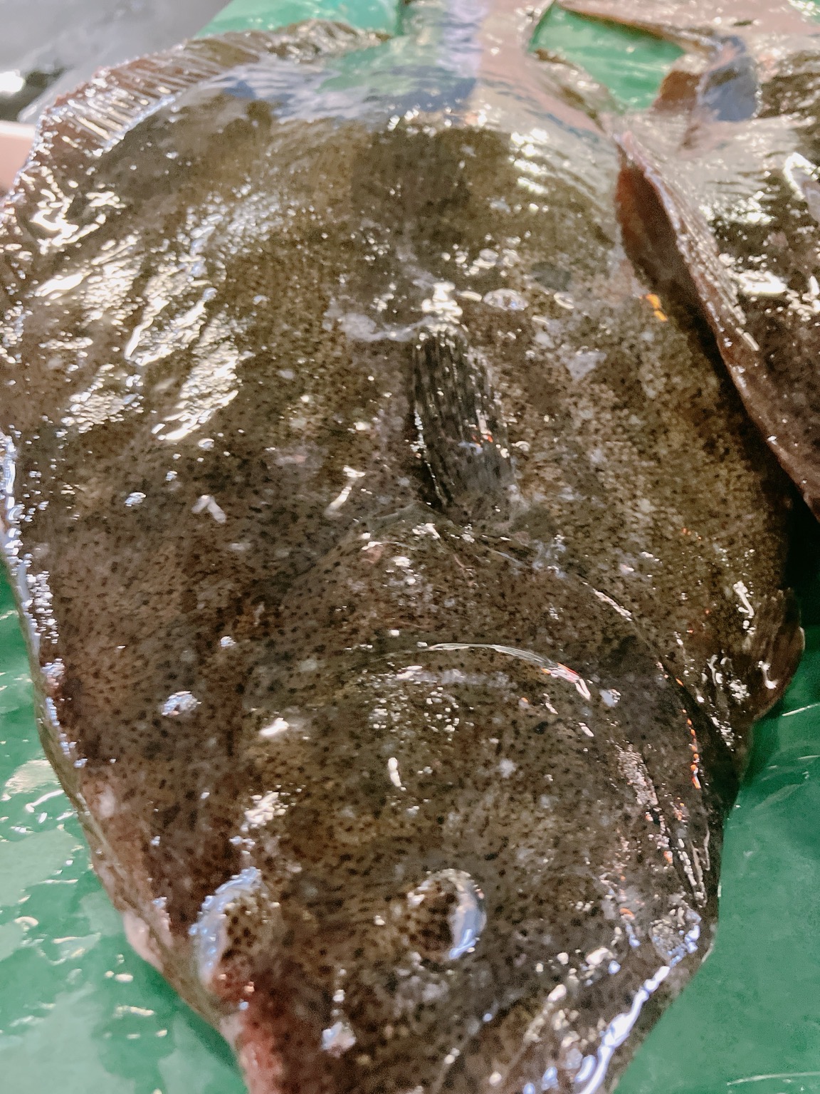 活〆ヒラメ1kg up / 6入約7kg(定置) | UUUO(ウーオ)