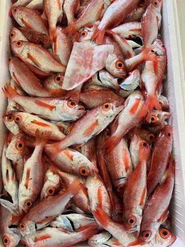 ノドグロ5㌔アップ約5.5kg(底曳) | UUUO(ウーオ)