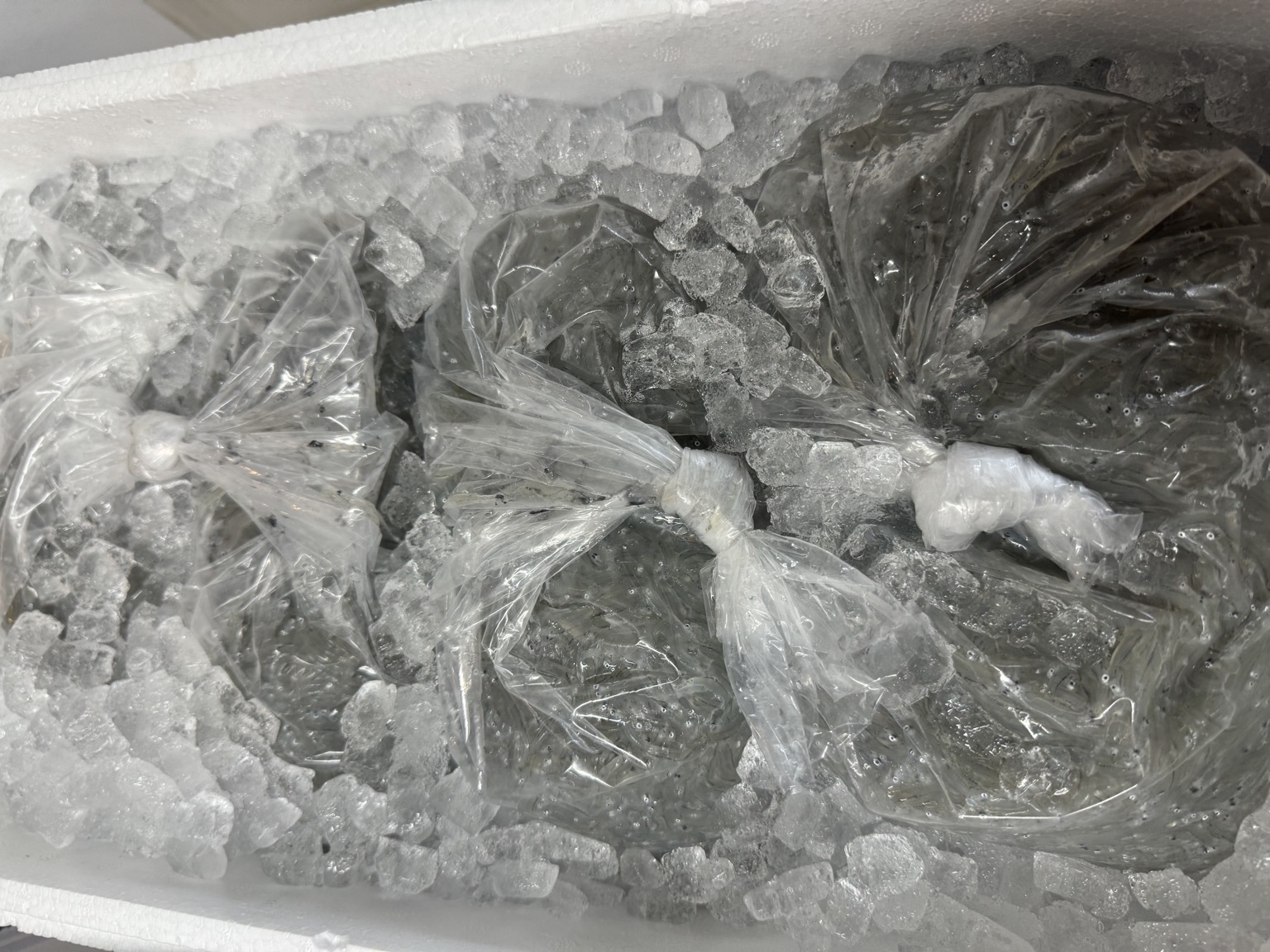 シラス1k×6袋約6kg(底曳) | UUUO(ウーオ)