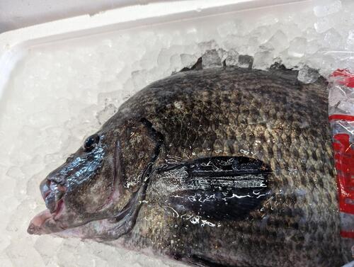 活〆ヒゲダイ1入約1.4kg(釣) | UUUO(ウーオ)