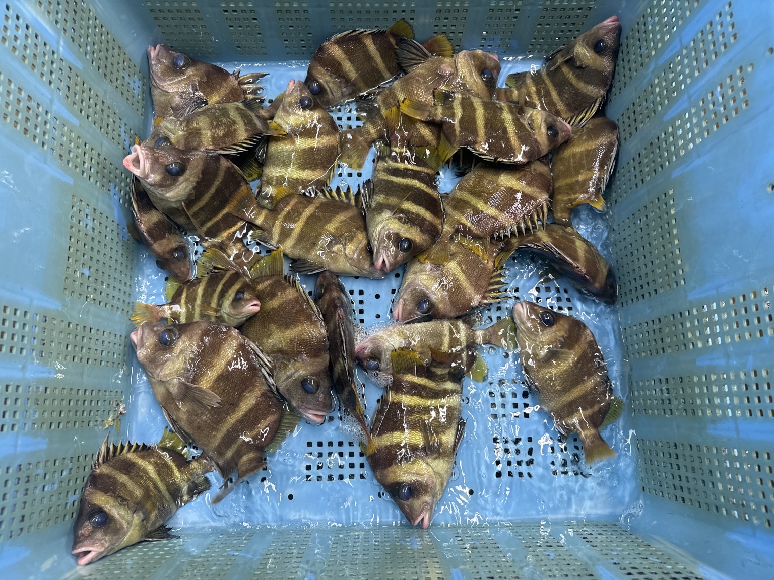 神経〆セトダイバラ11尾前後11入約3kg(底曳) | UUUO(ウーオ)