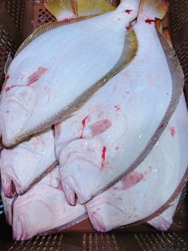 神経〆ヒラメ(定置) | UUUO(ウーオ)