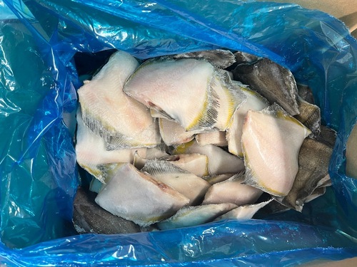 黄金カレイ5k50枚約10kg | UUUO(ウーオ)