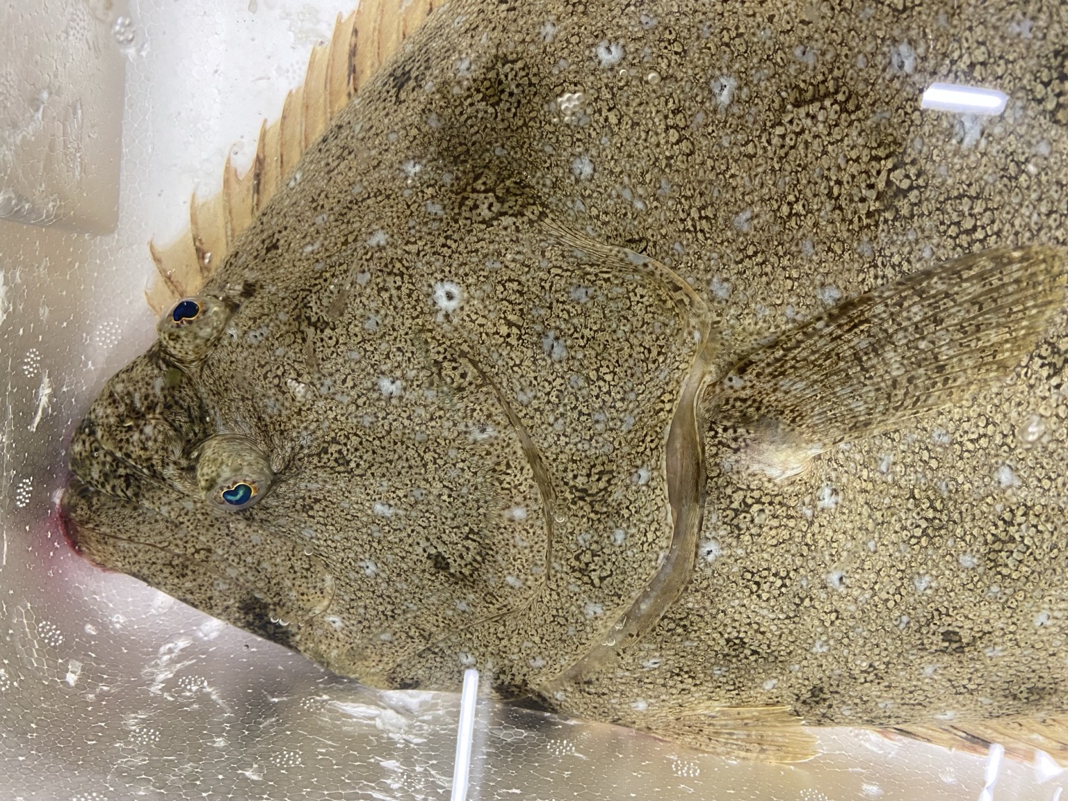 活ヒラメ1入約3kg(定置) | UUUO(ウーオ)