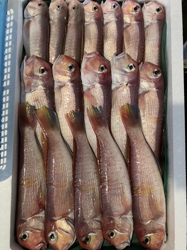 アマダイ17入約4.8kg(底曳) | UUUO(ウーオ)